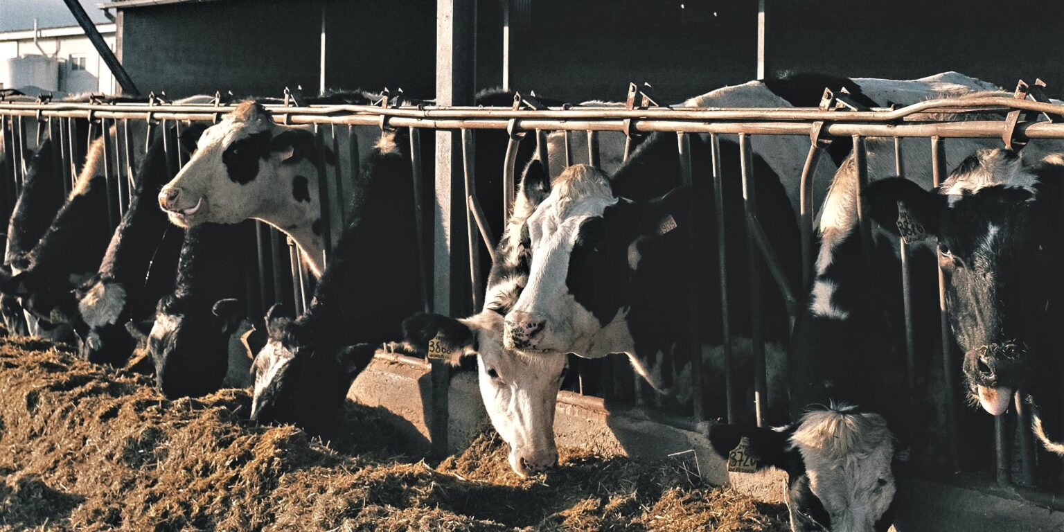 Cows in Heat: The Bovine Oestrous Cycle - P4Gold